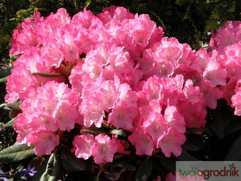 Uprawa rododendronów | Twój ogrodnik