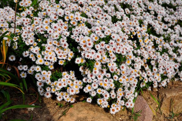 F-006-S-14-Aster-Tysiac-Gwiazdeczek | Twój ogrodnik